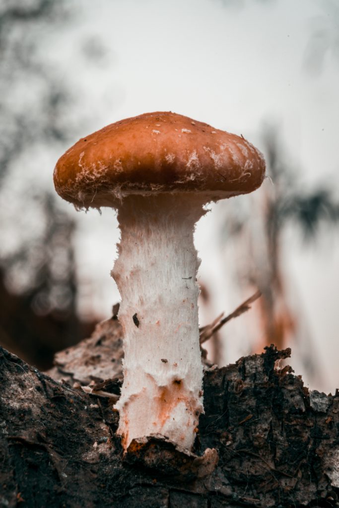 A mushroom - PixaHive