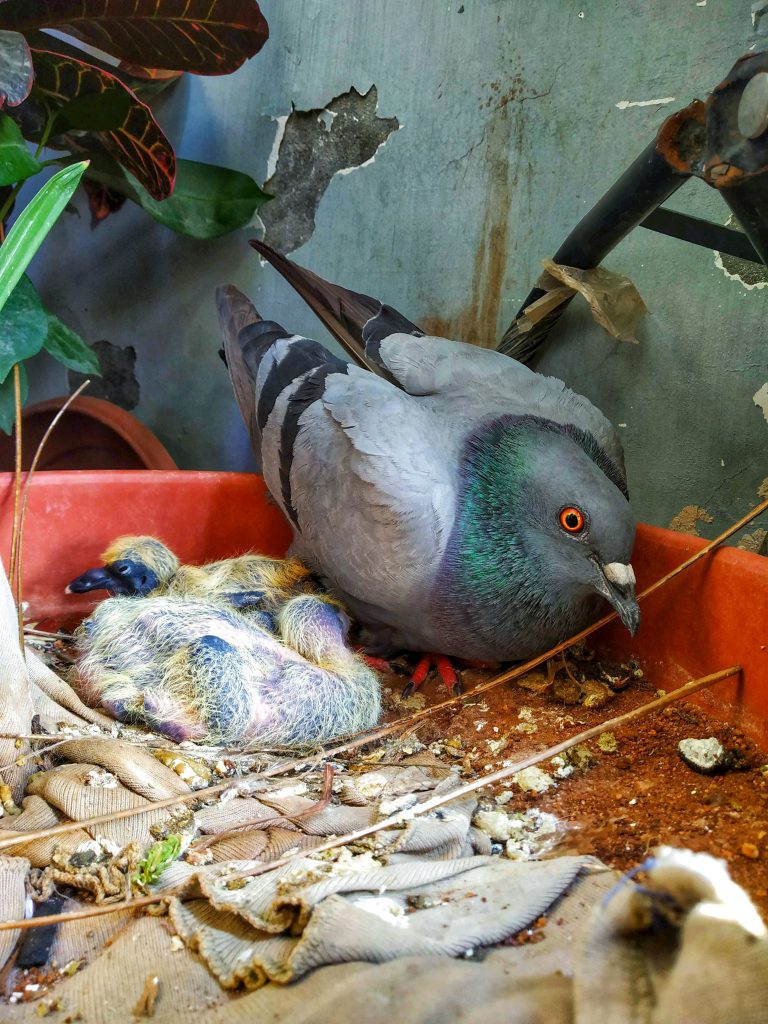 A pigeon with squabs - PixaHive