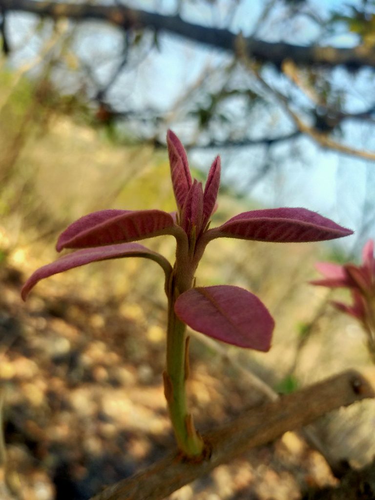 Growing leaves of a plant - PixaHive
