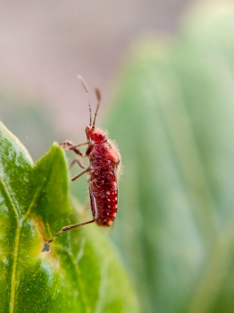 A red insect on a leaf - PixaHive
