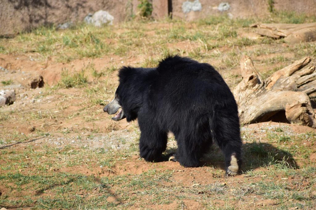 A sloth bear - PixaHive