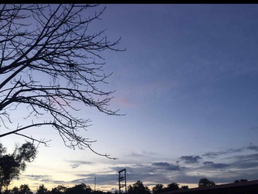 A tree during evening - PixaHive