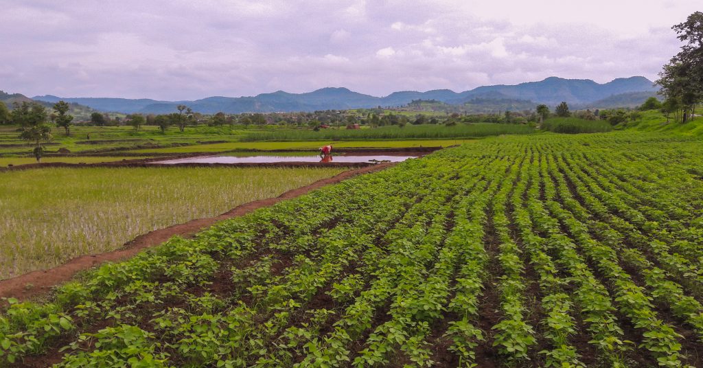 Agriculture land - PixaHive