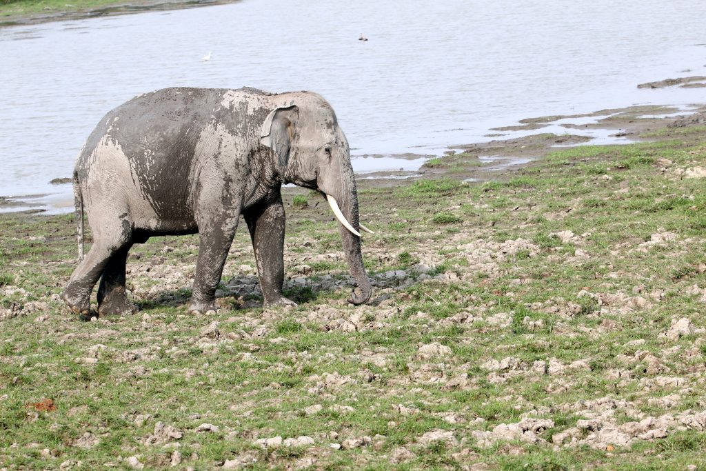 An elephant near a river - PixaHive