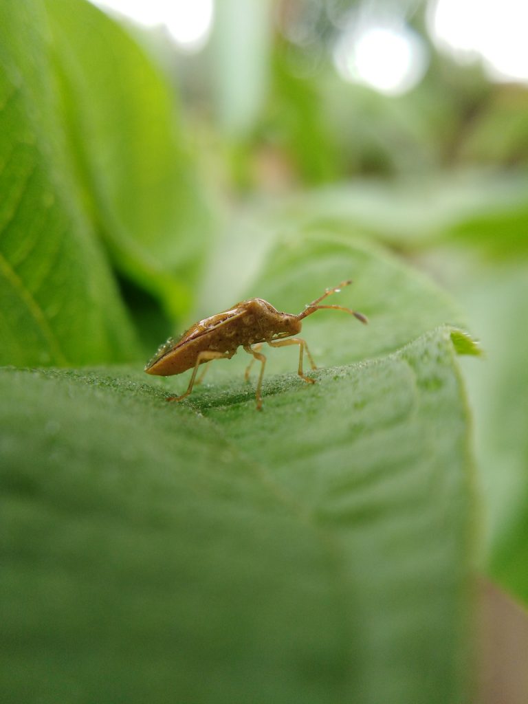 An insect on a leaf - PixaHive