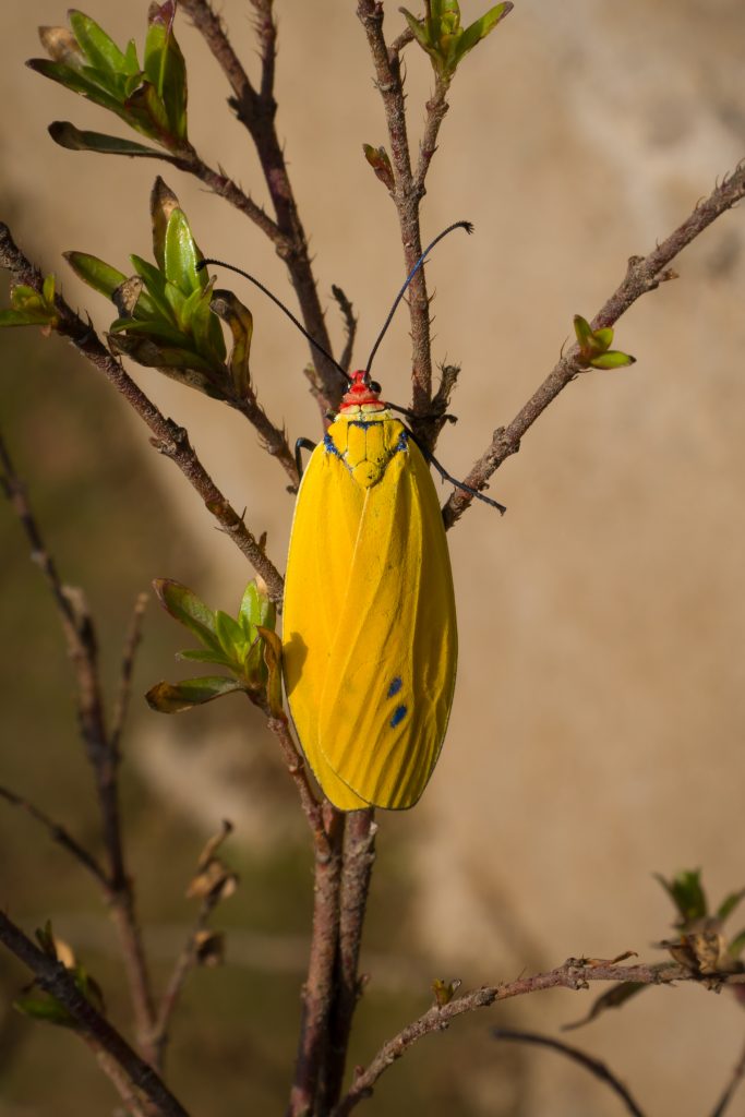 An insect on a plant - PixaHive