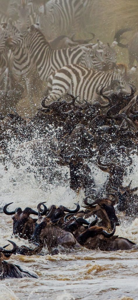 Animals in the river - PixaHive