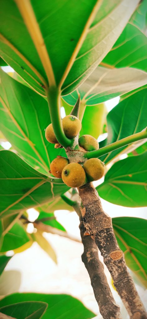 Banyan tree fruit - PixaHive