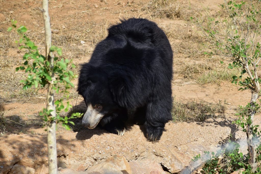 Bear in the forest - PixaHive