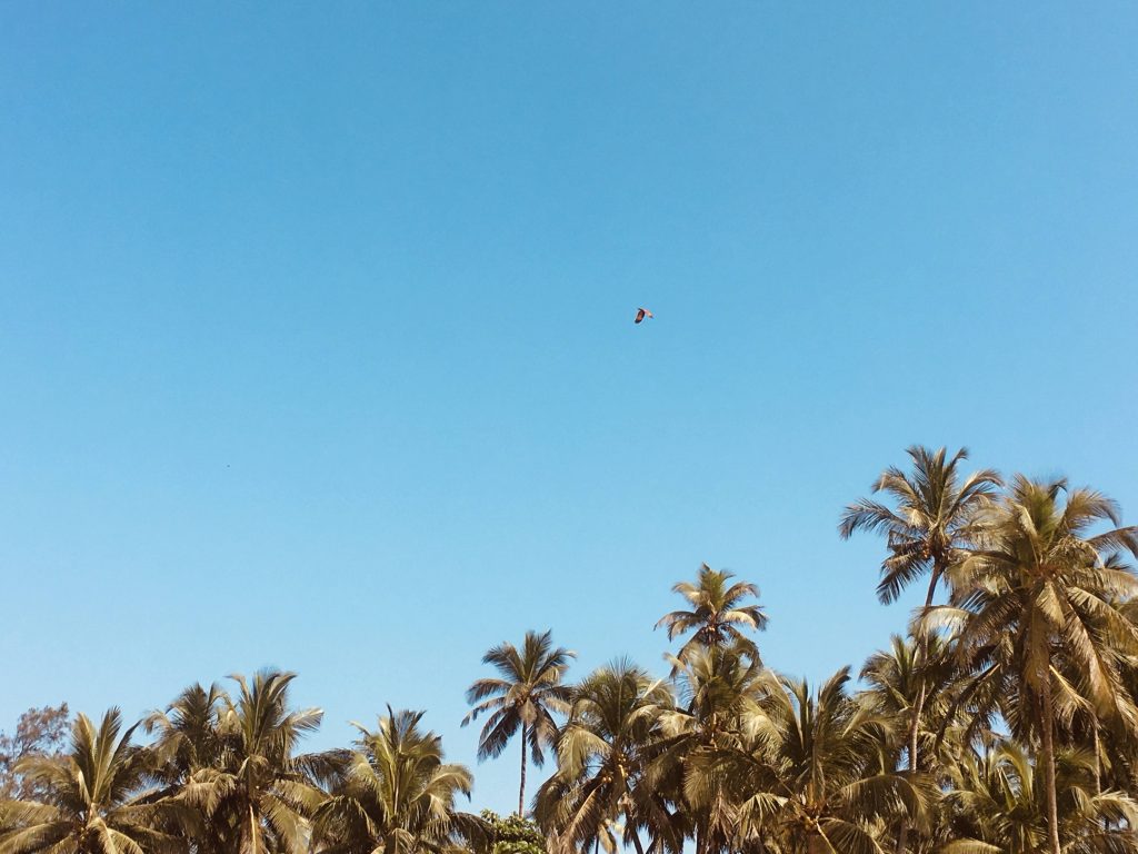 Coconut trees - PixaHive