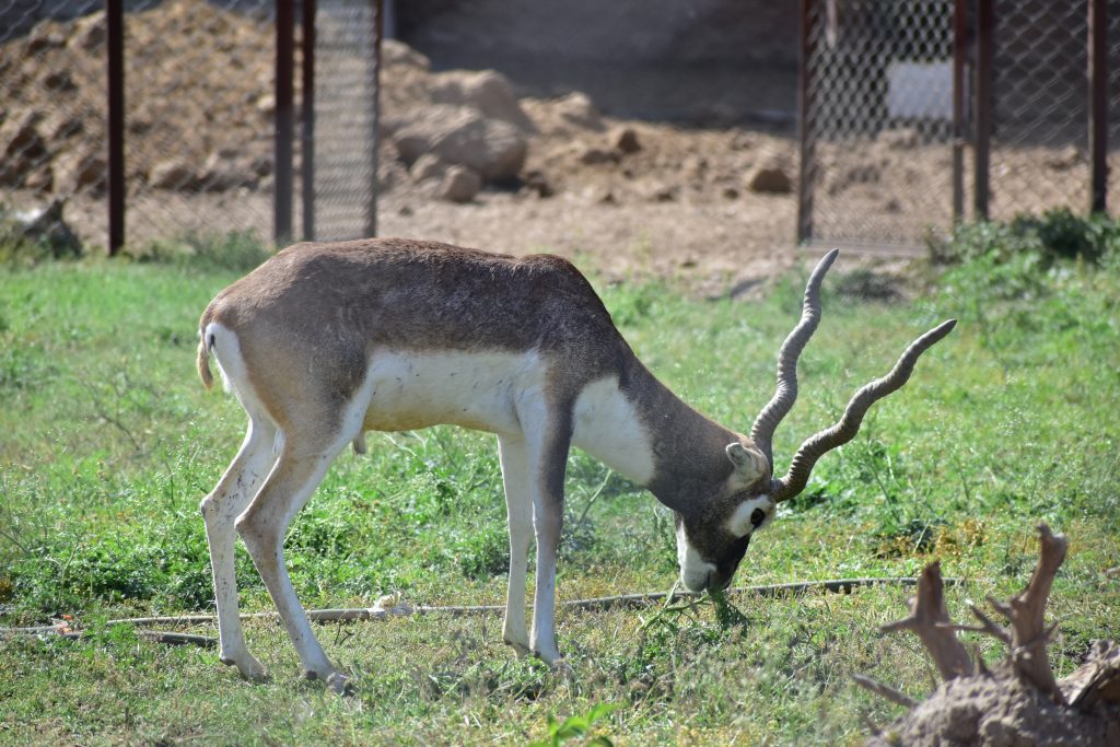 Blackbuck in zoo - PixaHive