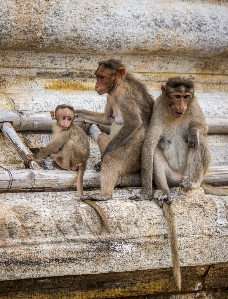 Bonnet macaque Monkey - PixaHive