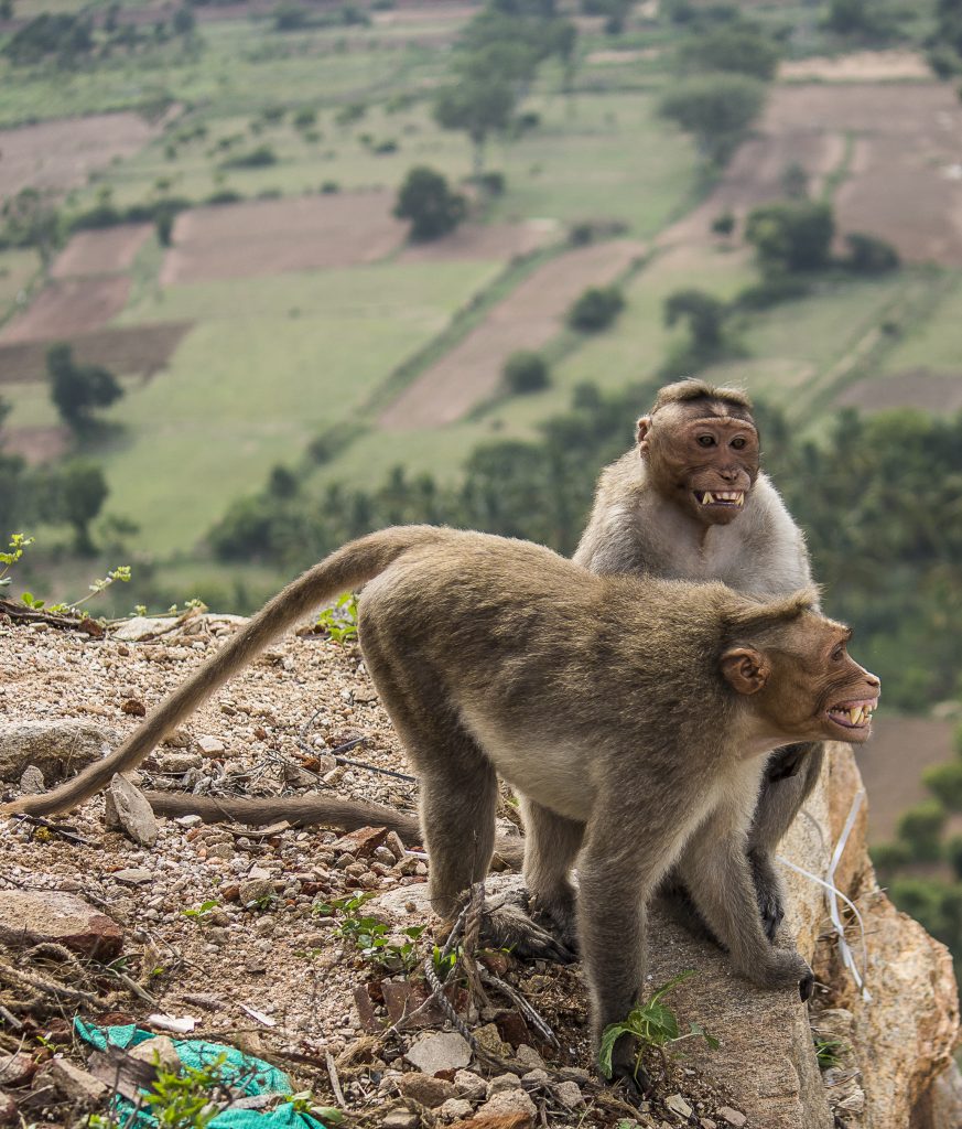 Bonnet macaque monkeys on a hill - PixaHive