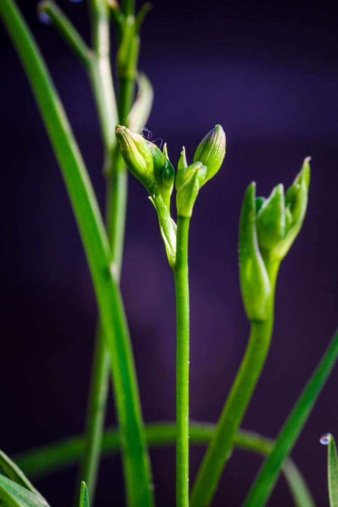 Buds of a plant - PixaHive