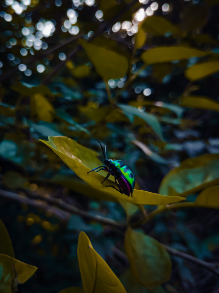 Bug on leaf - PixaHive