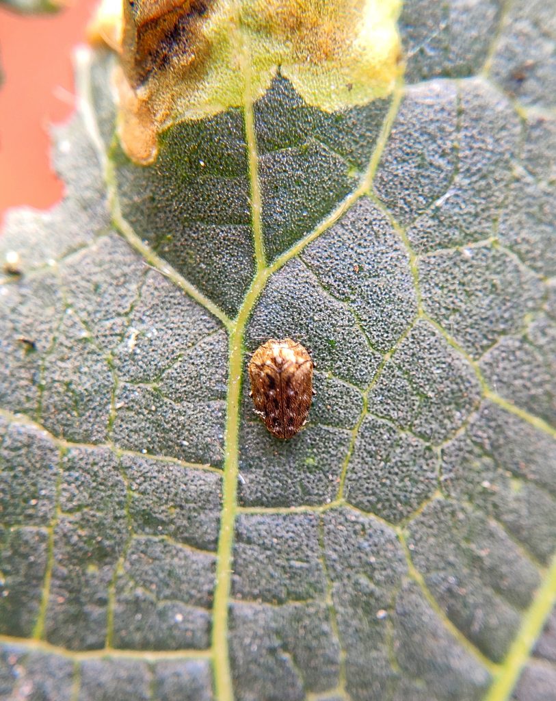 Bug on leaf - PixaHive