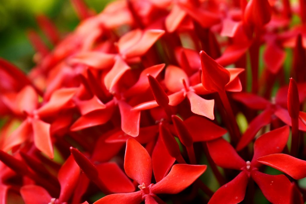 Bunch of Red Flowers - PixaHive