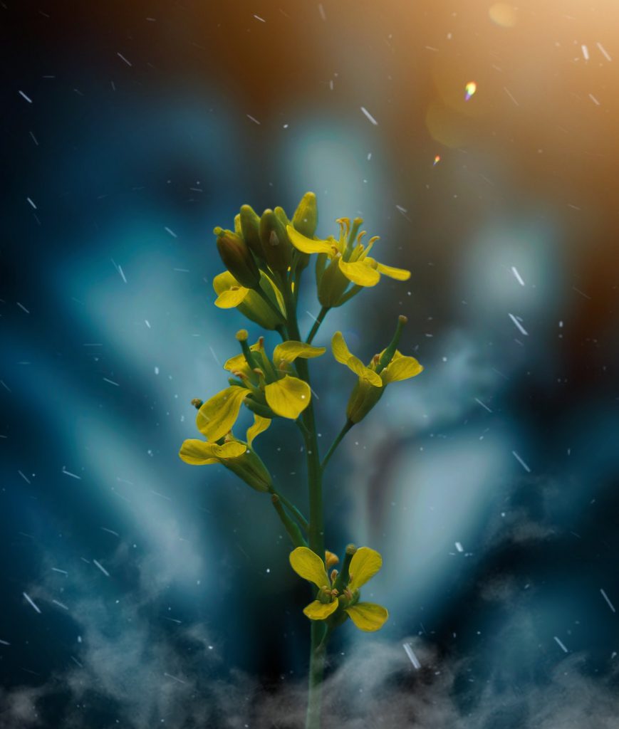 Creative editing of flower picture - PixaHive