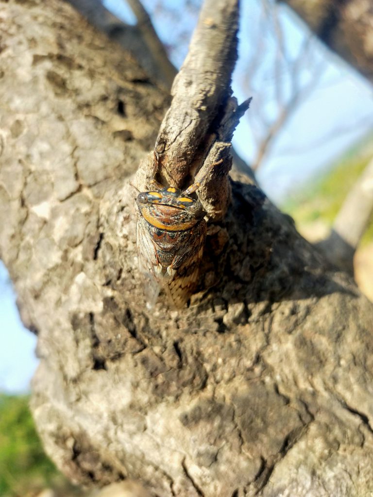 insect on tree trunk - PixaHive
