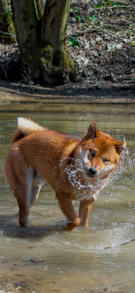 Dog in river - PixaHive