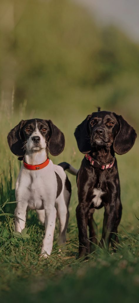 Dogs in the forest - PixaHive