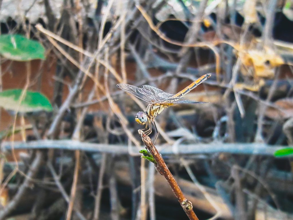 Dragonfly on a stick - PixaHive
