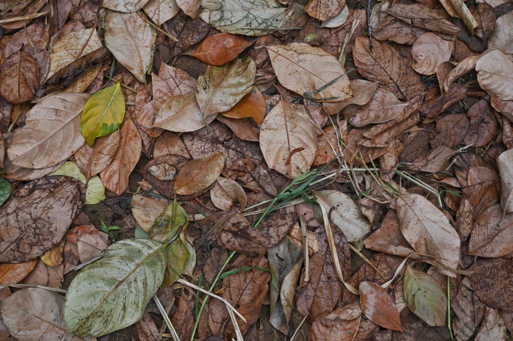 Dry Leaves - PixaHive