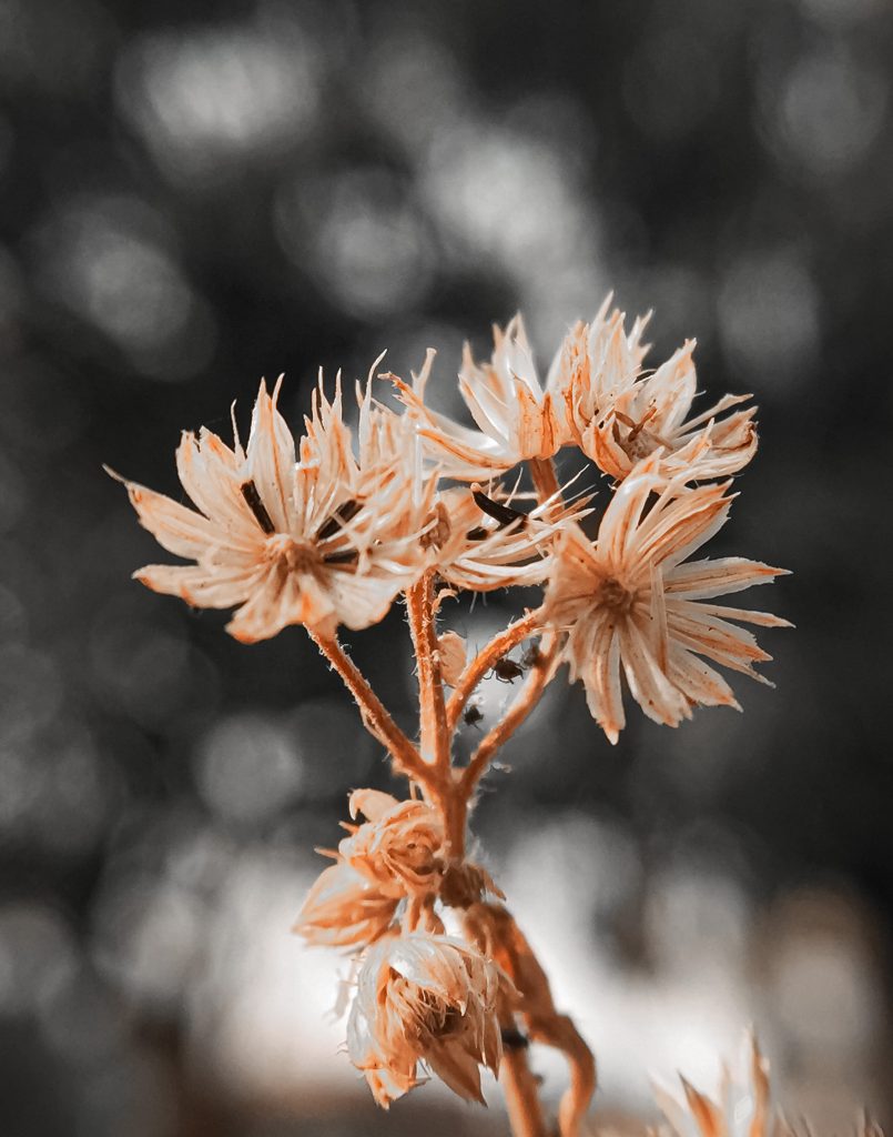 Dry flowers - PixaHive