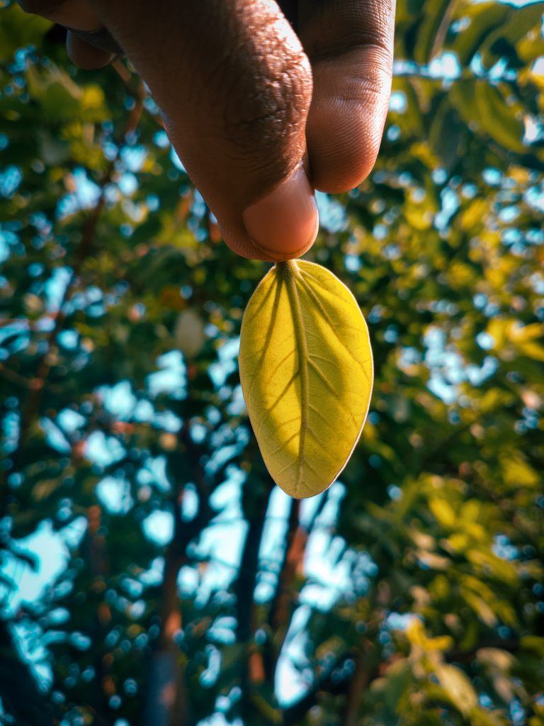 Edited leaf - PixaHive