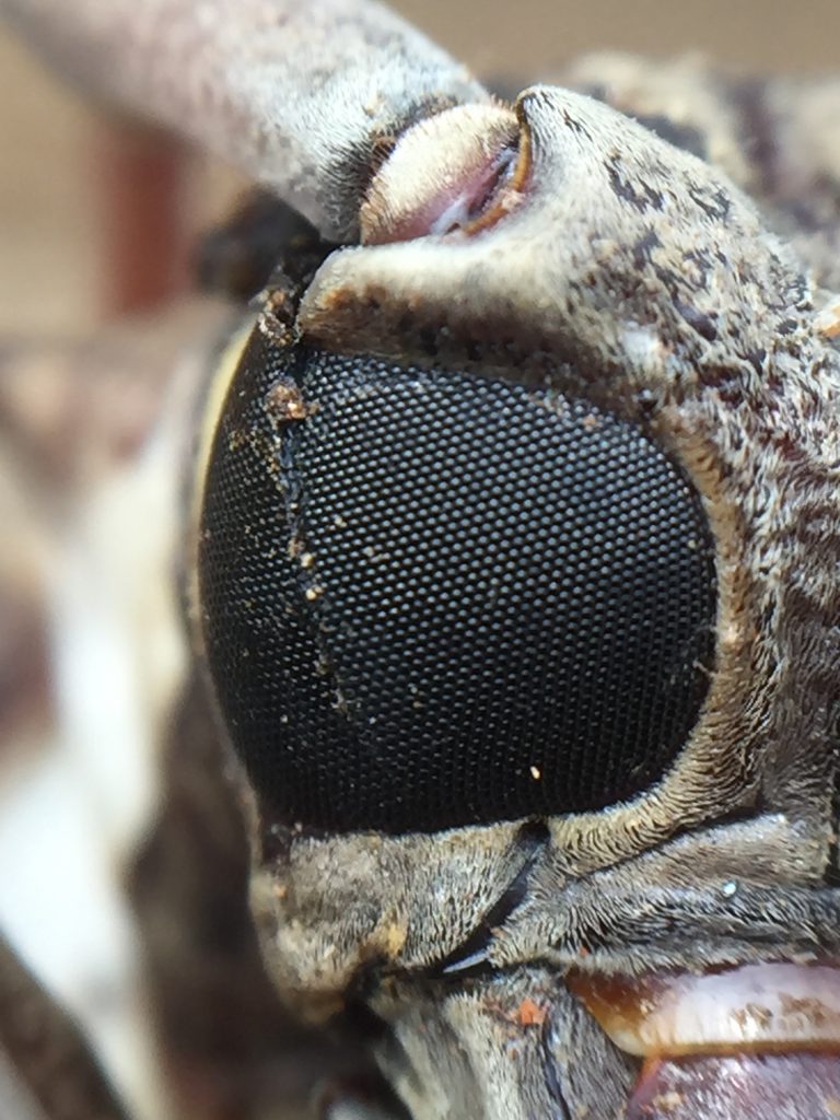 Eye of an artificial insect - PixaHive