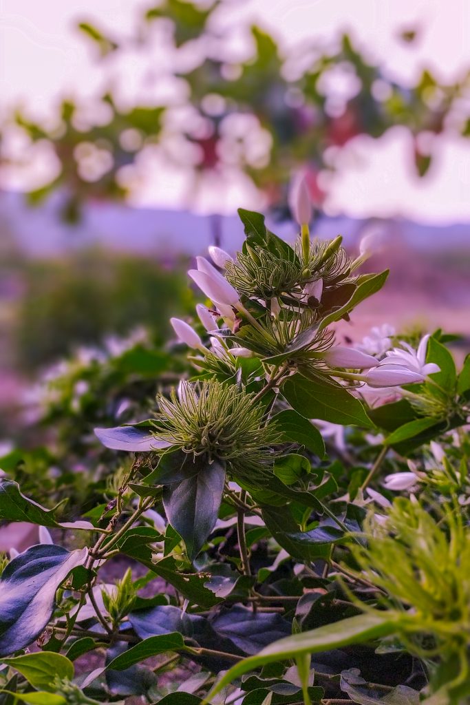 Floral plant - PixaHive