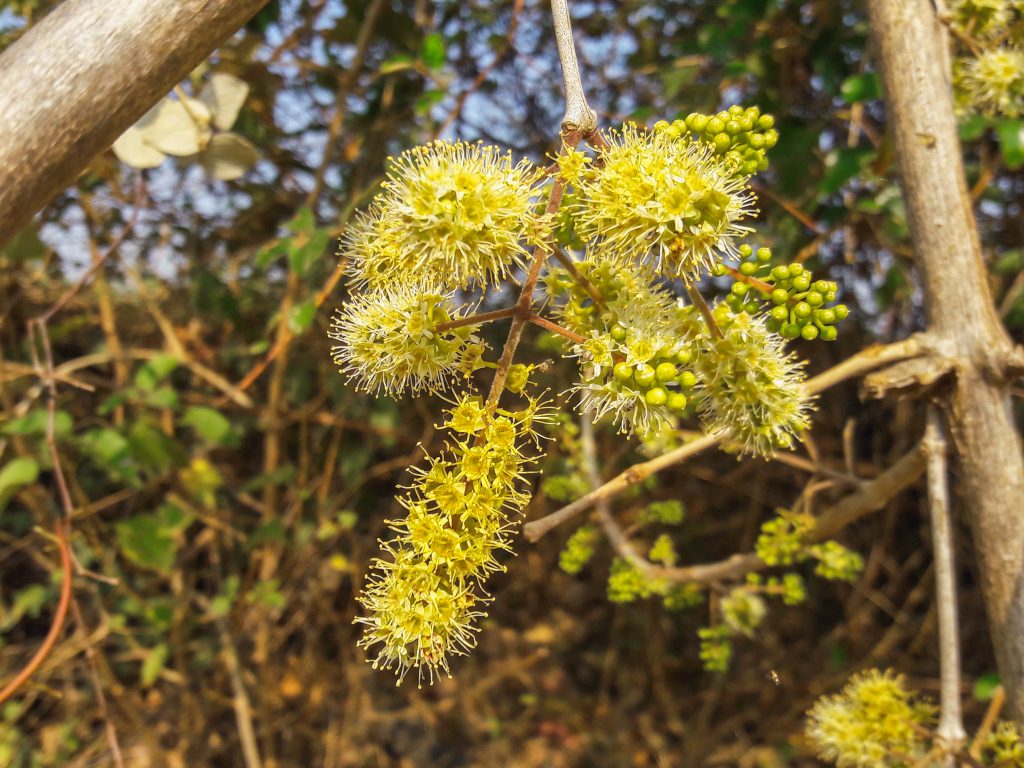 Floral plant stem on tree - PixaHive