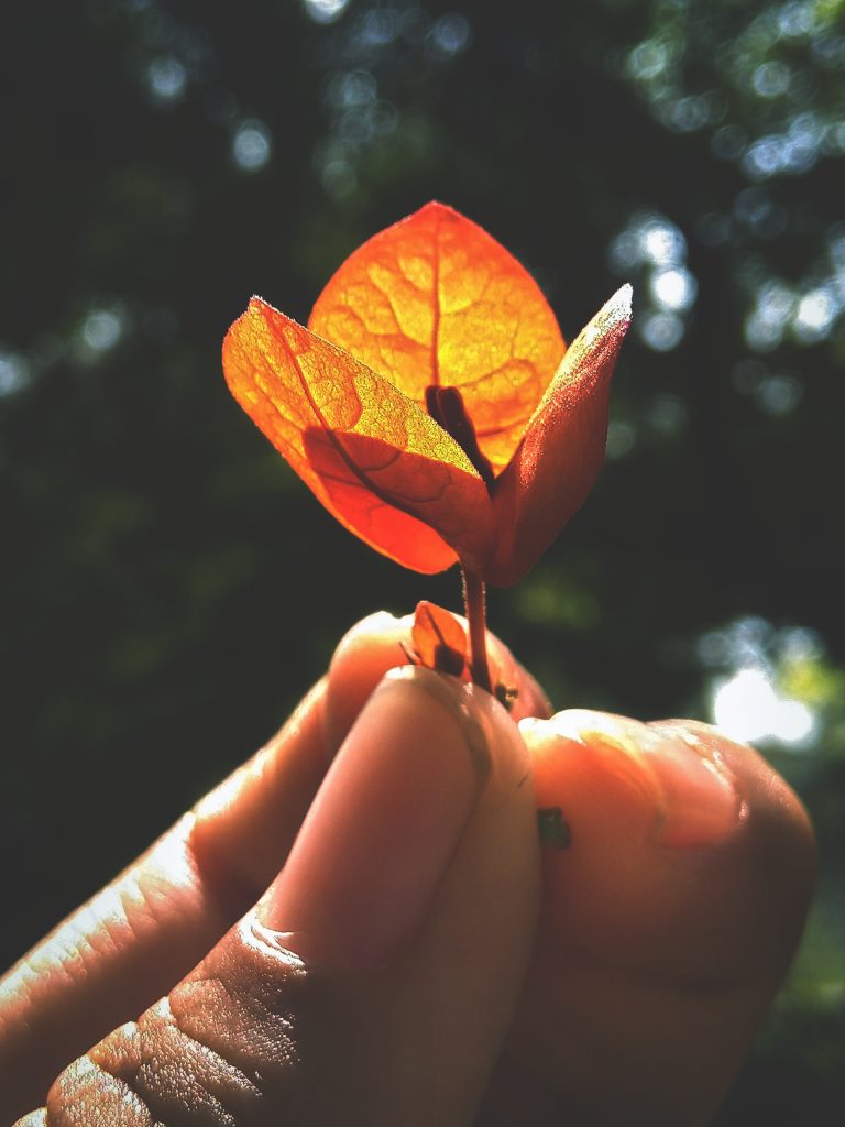 Flower in the hand - PixaHive