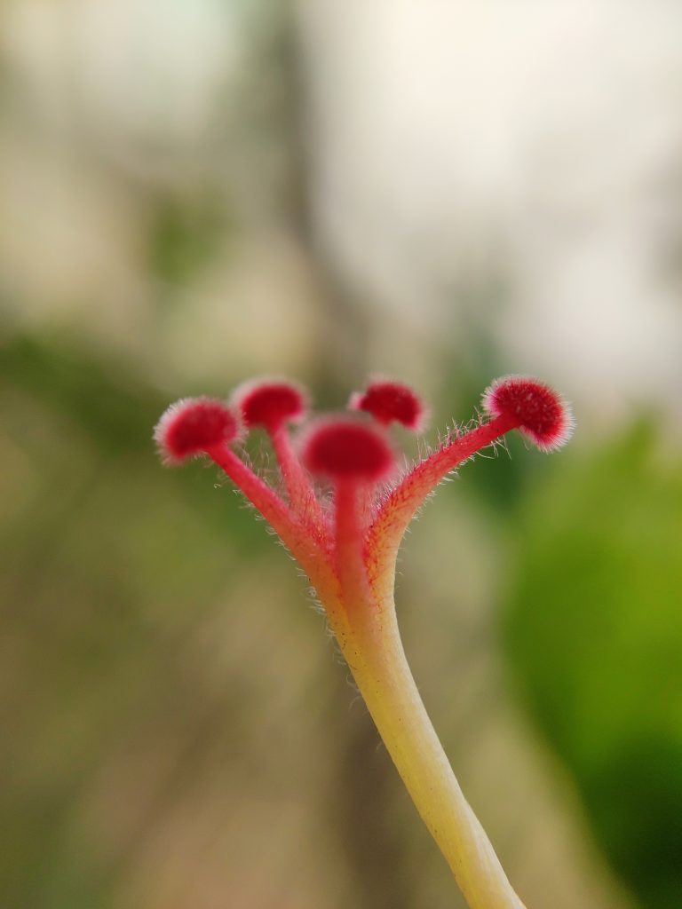 Flower plant - PixaHive