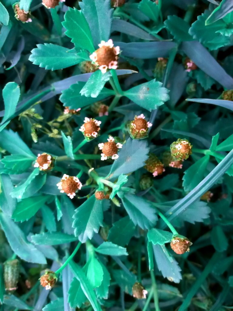 Flowering plants - PixaHive