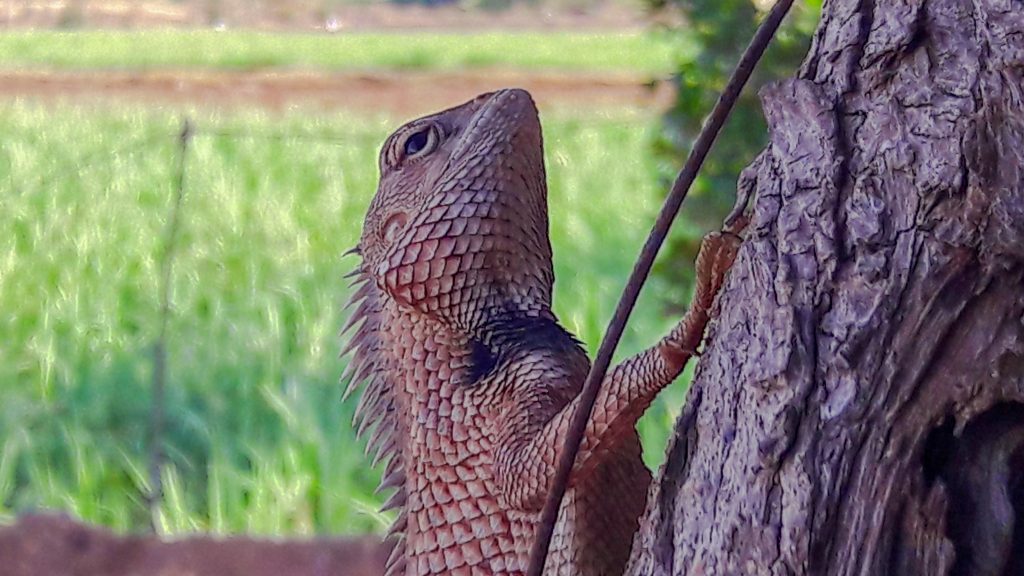 Garden lizard on a tree bark - PixaHive