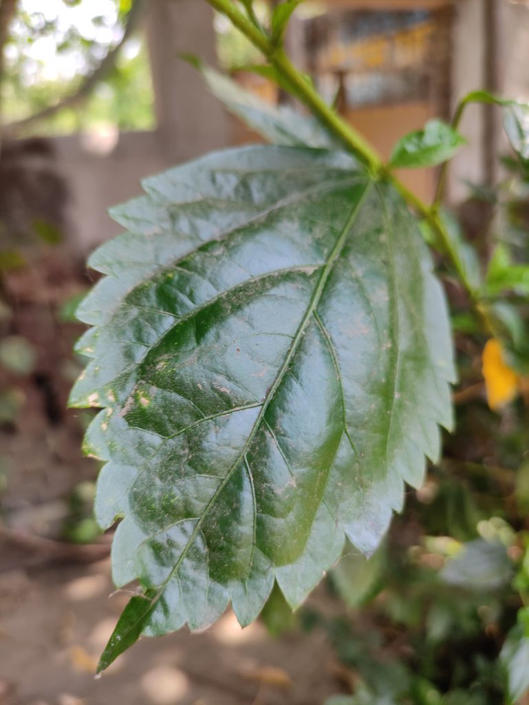 Green leaf of a plant - PixaHive