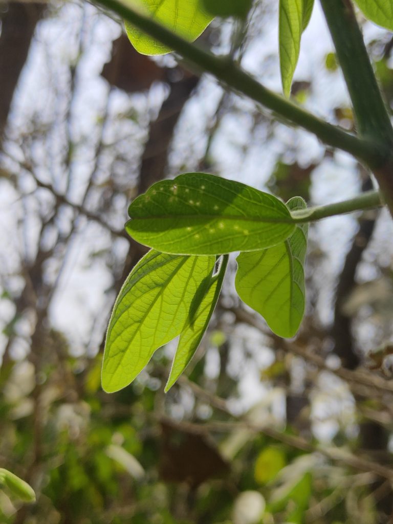 Green leaf on the plant - PixaHive
