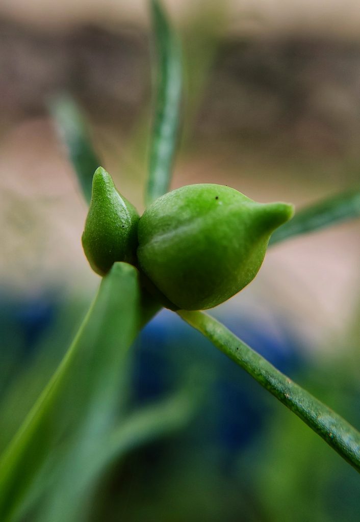 Growing fruit bud - PixaHive