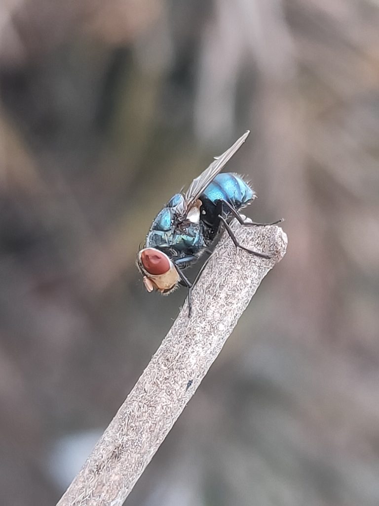 Housefly on plant stem - PixaHive