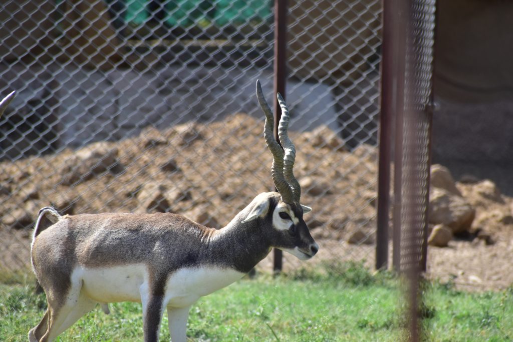 Blackbuck in the forest - PixaHive