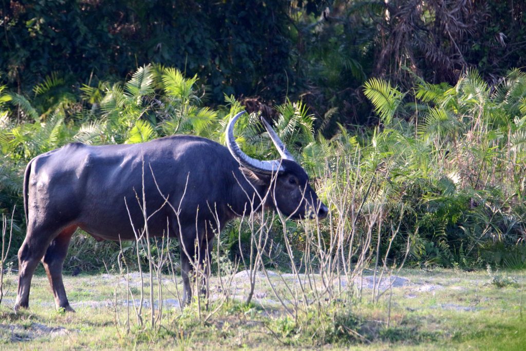 Indian wild Buffalo - PixaHive