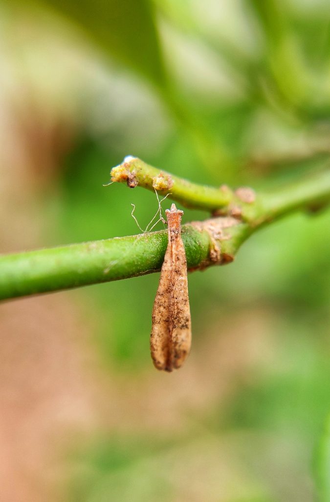 Insect on plant stem - PixaHive