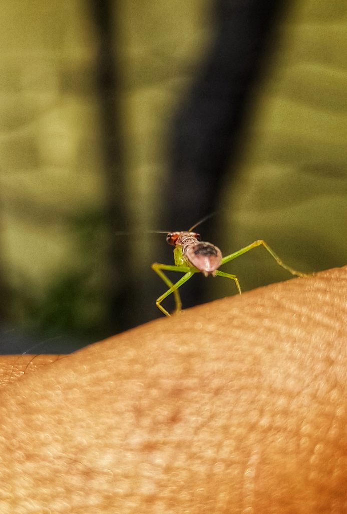 Insect on hand - PixaHive