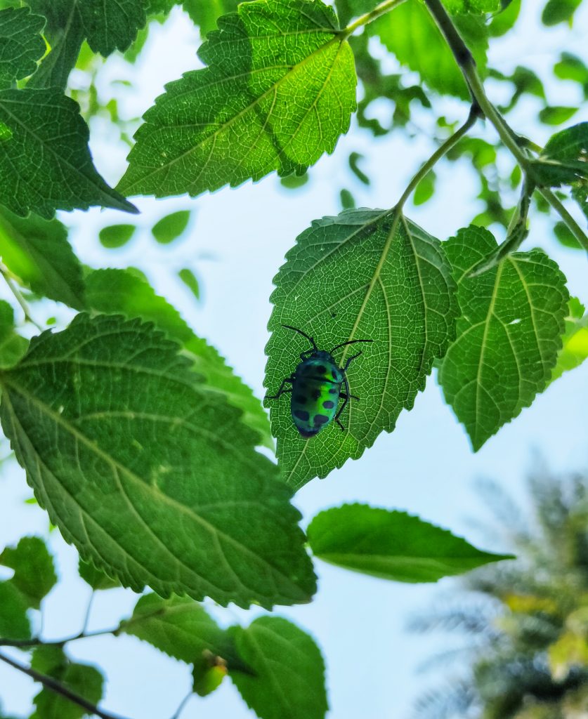 Insect on plant leaf - PixaHive