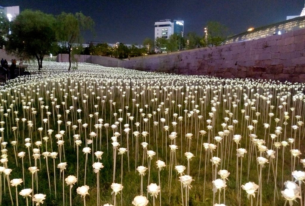 LED Rose garden in South Korea - PixaHive