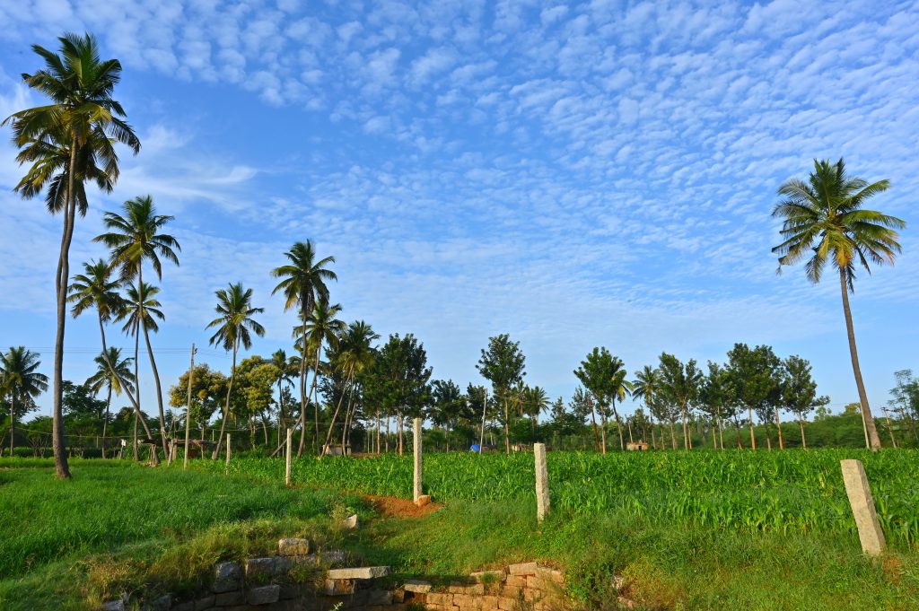 Coconut trees in the farm - PixaHive