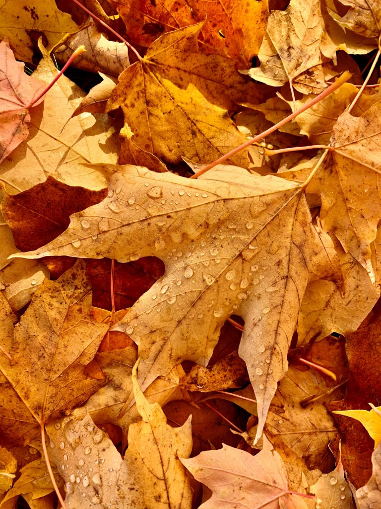 Maple leaves - PixaHive