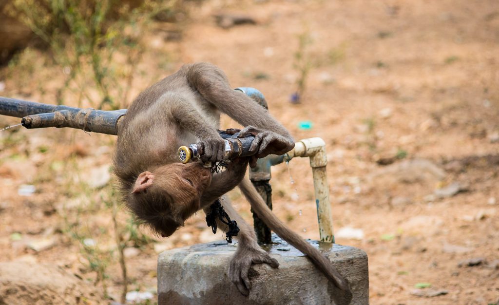 Monkey Drinking Water through water tap - PixaHive