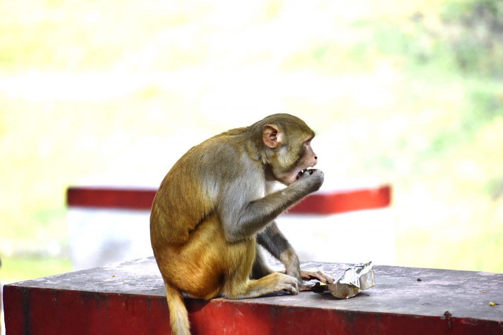 Monkey eating - PixaHive